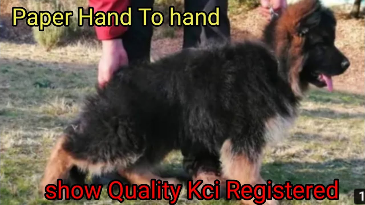 Long Coat Show Quality Kci Registered Heavy Bone German shepherd ...