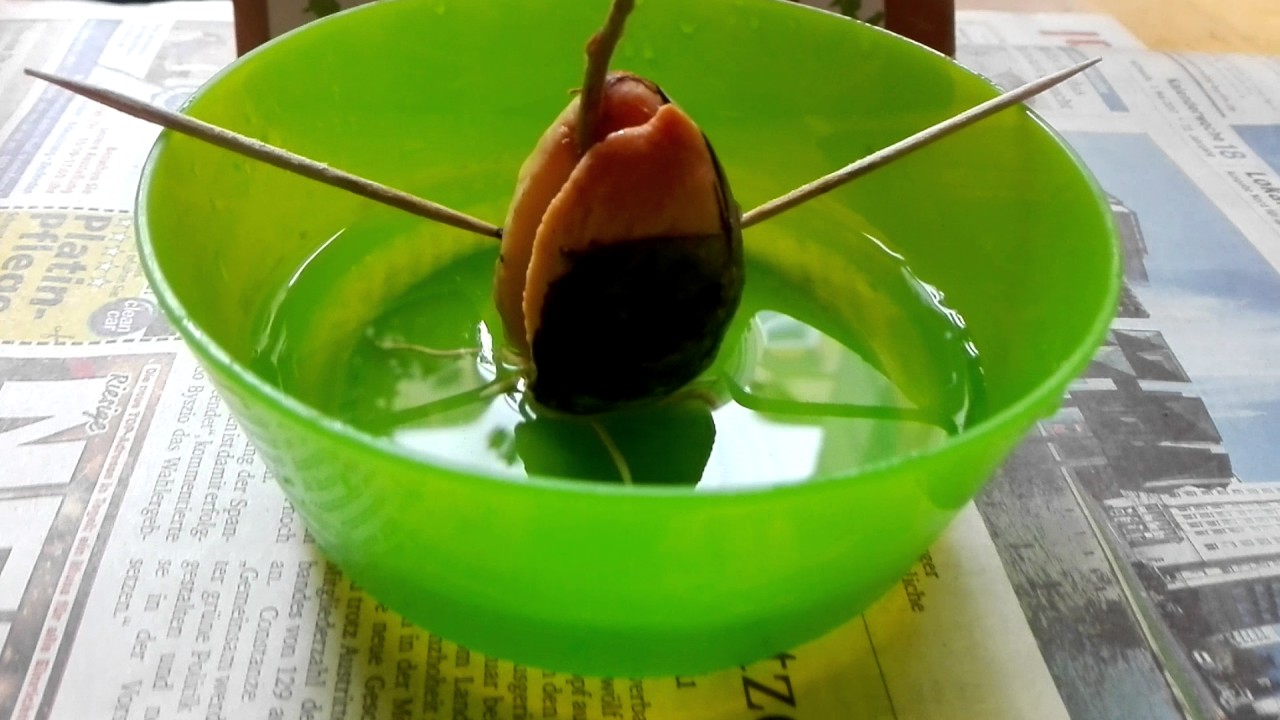 Awokado z pestki po dwóch miesiącach "moczenia" - YouTube