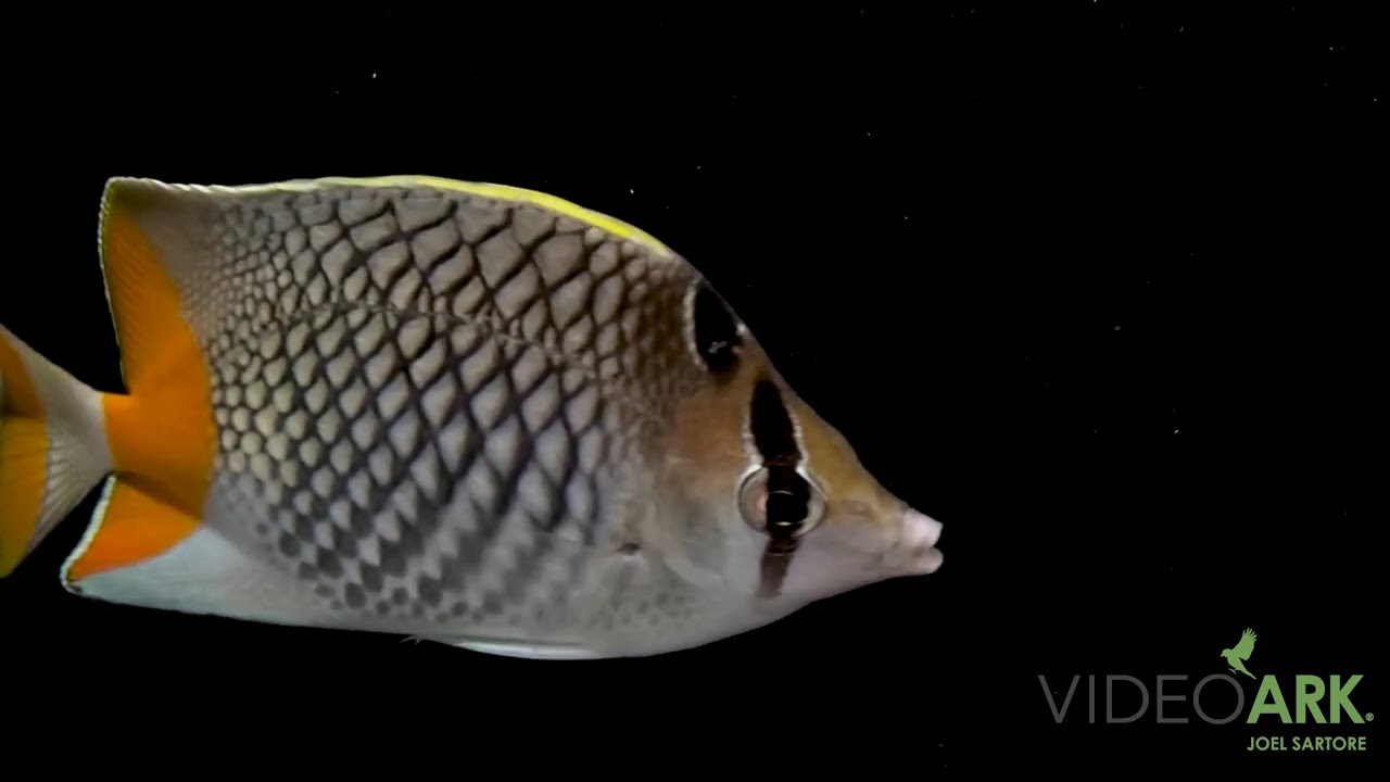 A pearlscale butterflyfish (Chaetodon xanthurus) at a private ...