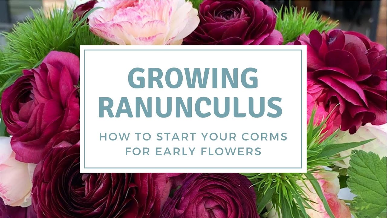 How To Pre-Sprout Ranunculus Corms / Grow Ranunculus For Early Flowers ...