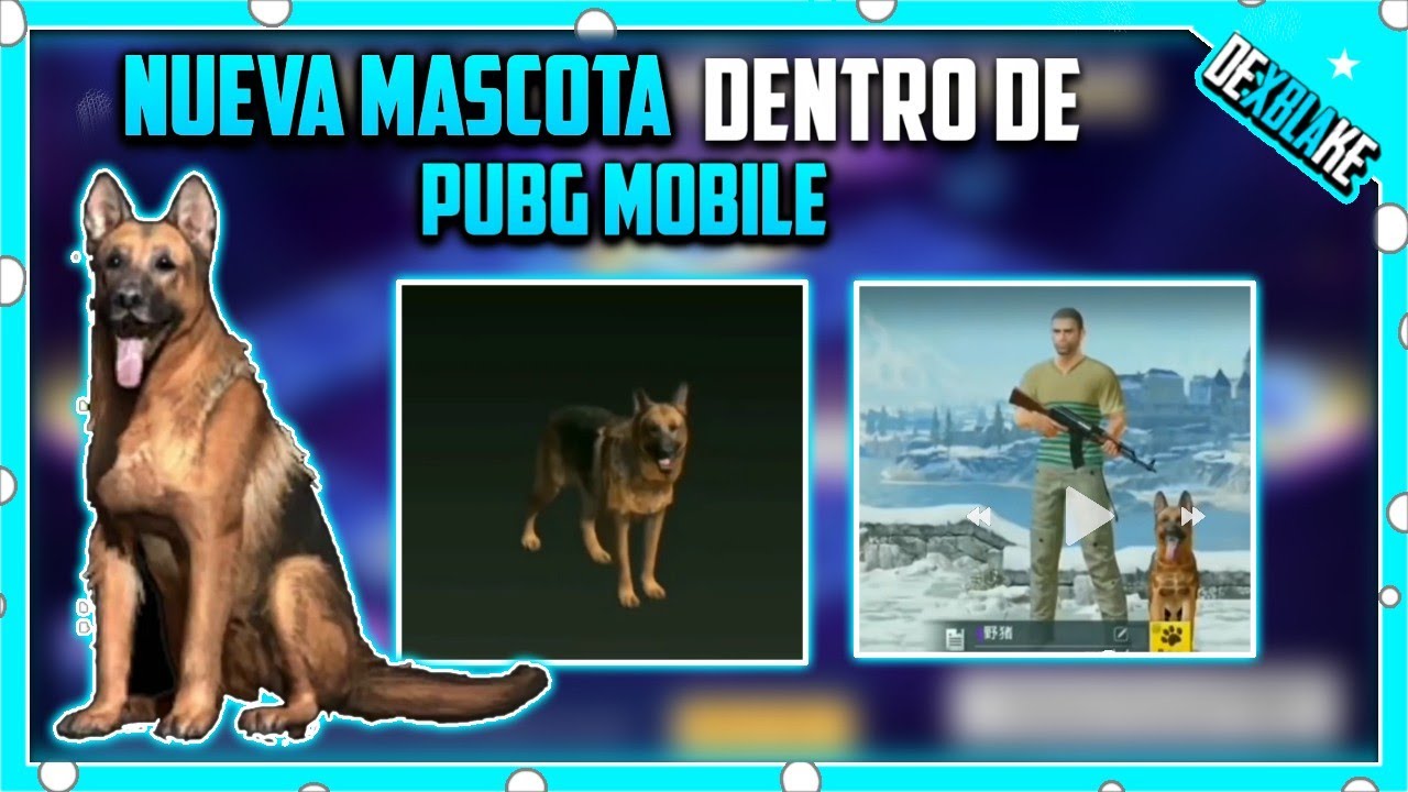 "NUEVA MASCOTA DENTRO DE PUBG MOBILE " - YouTube
