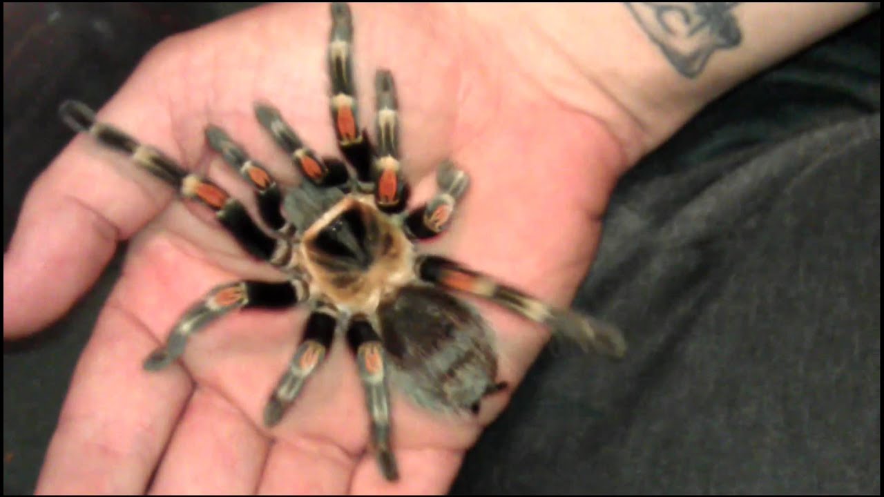 Tarantula B. auratum - YouTube