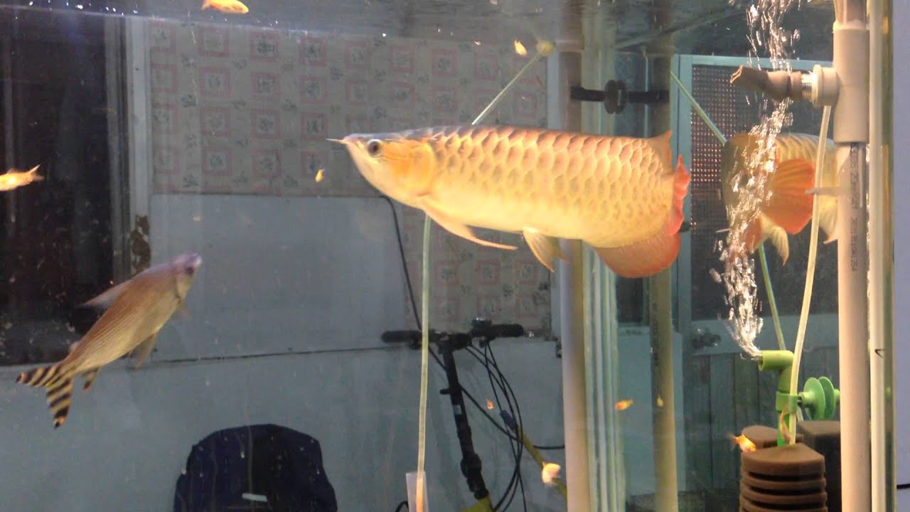 特級辣椒血紅龍 - YouTube