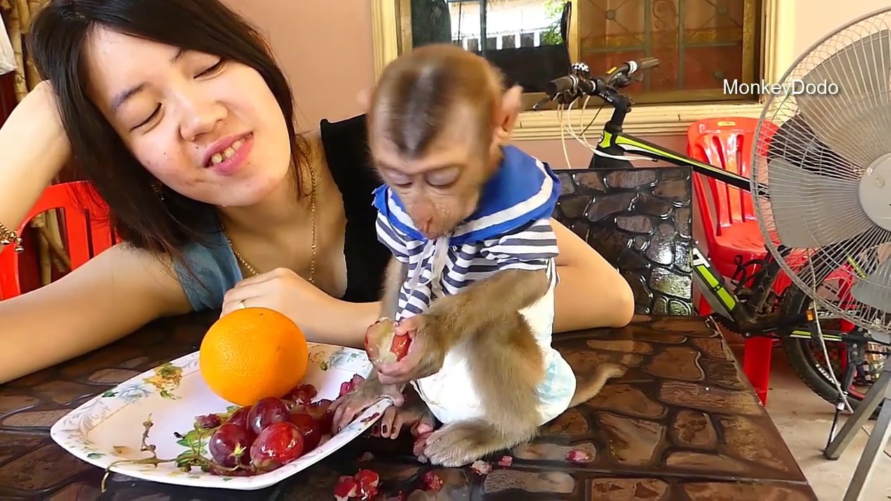 Monkey Dodo Very Happy To Eating Grapes, Dodo Lovely And Smart - YouTube