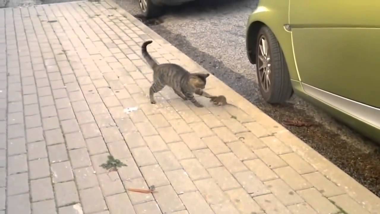 Ratón vs Gato Pelea Mouse vs Cat Fight - YouTube