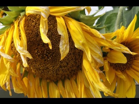 Ayçiçeği ekimi - Ayçiçeği nasıl ve ne zaman ekilir, bakımı nasıl olur