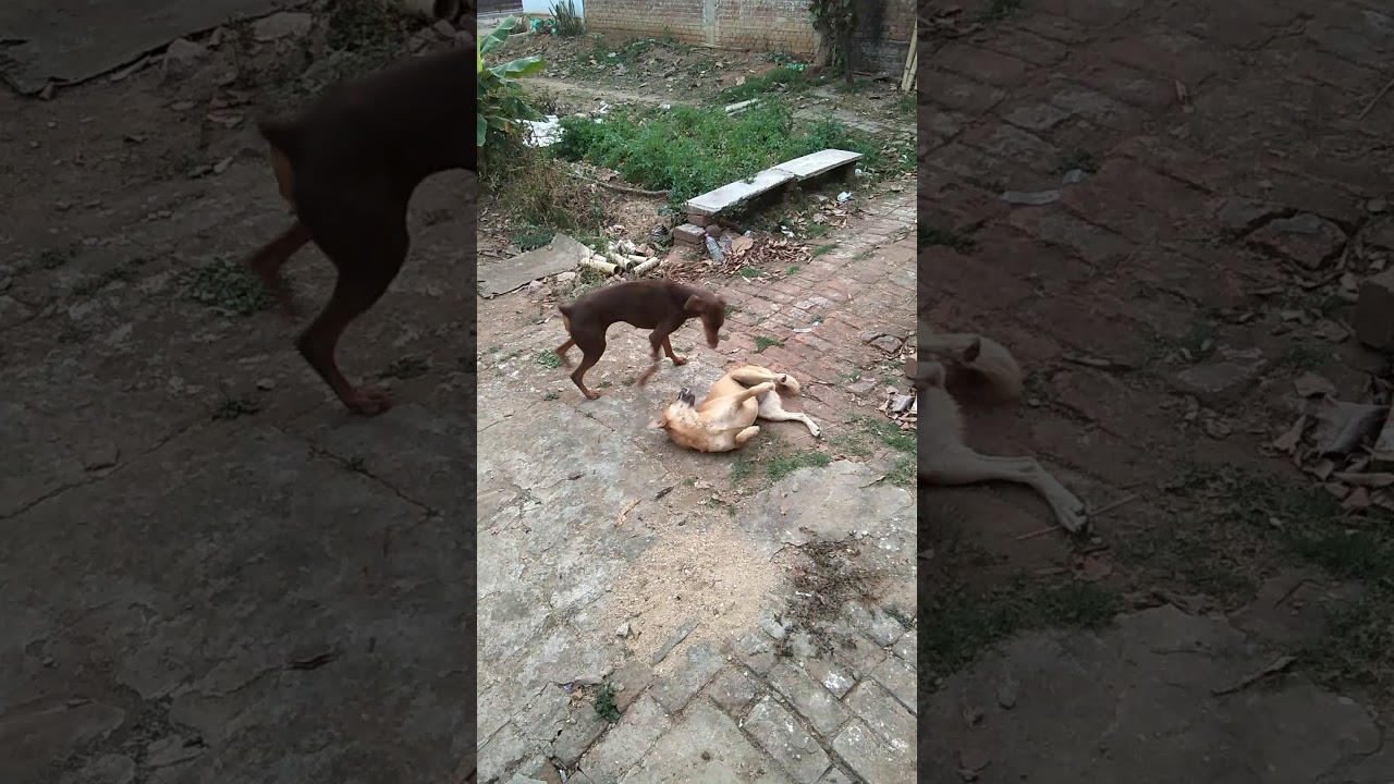 Doberman vs normal dog - YouTube