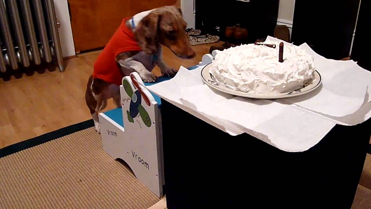 Teddy eating cake part 1 - 3 yr old Birthday - YouTube
