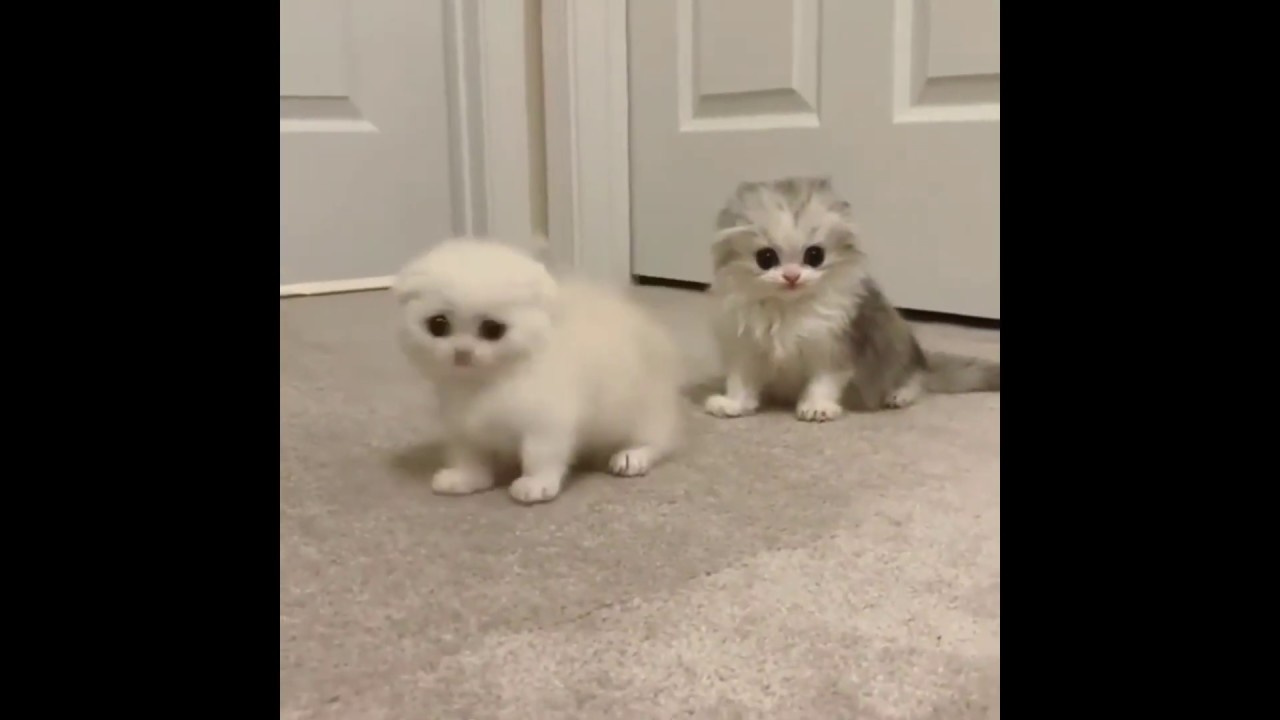 😍Funniest🐱 Cute Baby Cat 😸Awesome Funny Videos Compilation 2020//Funny ...