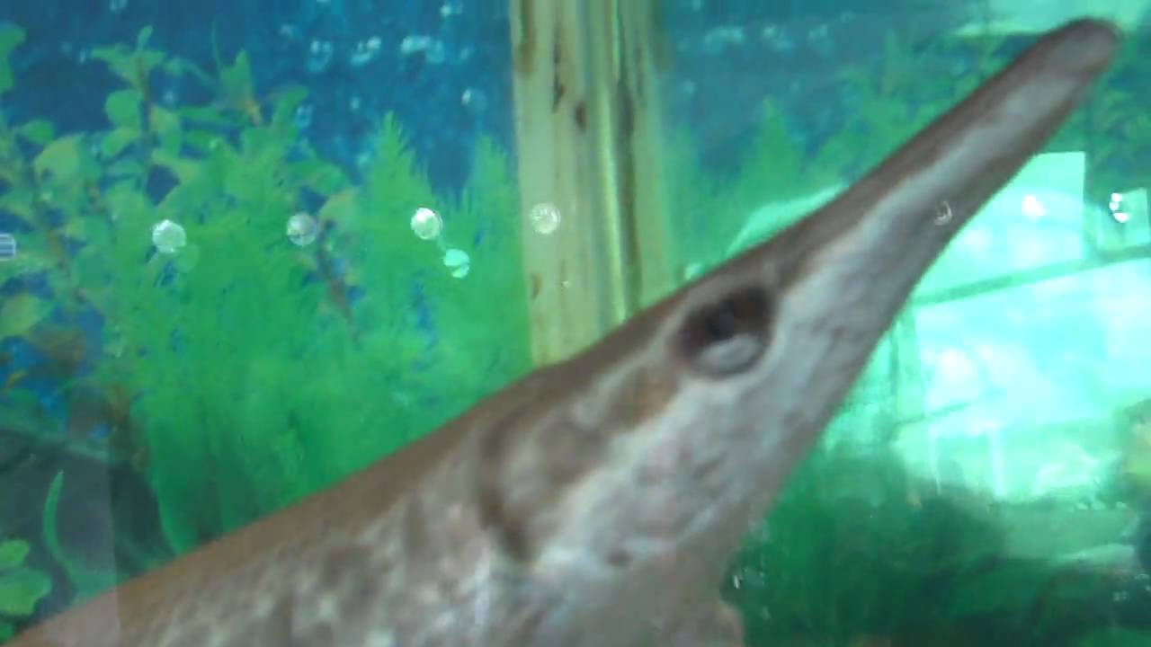 Octubre 1 Peje Lagarto - YouTube