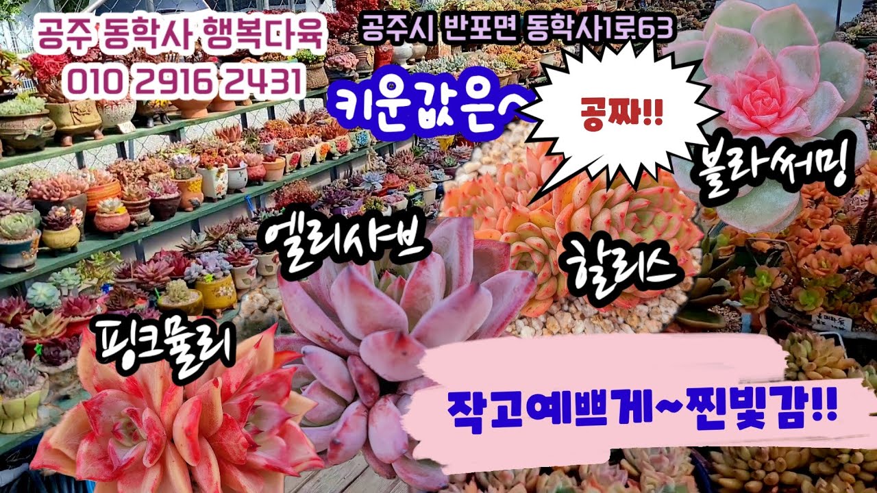 계룡산에 행복다육~찐빛감다육 기막힌 색감에 가격까지 착해요 키운값은 꽁짜 베란다맘군들께 강추 Youtube