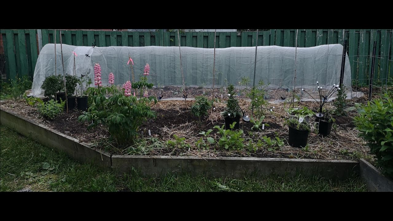 brassica starts planting out using a insect netting tunnel for ...