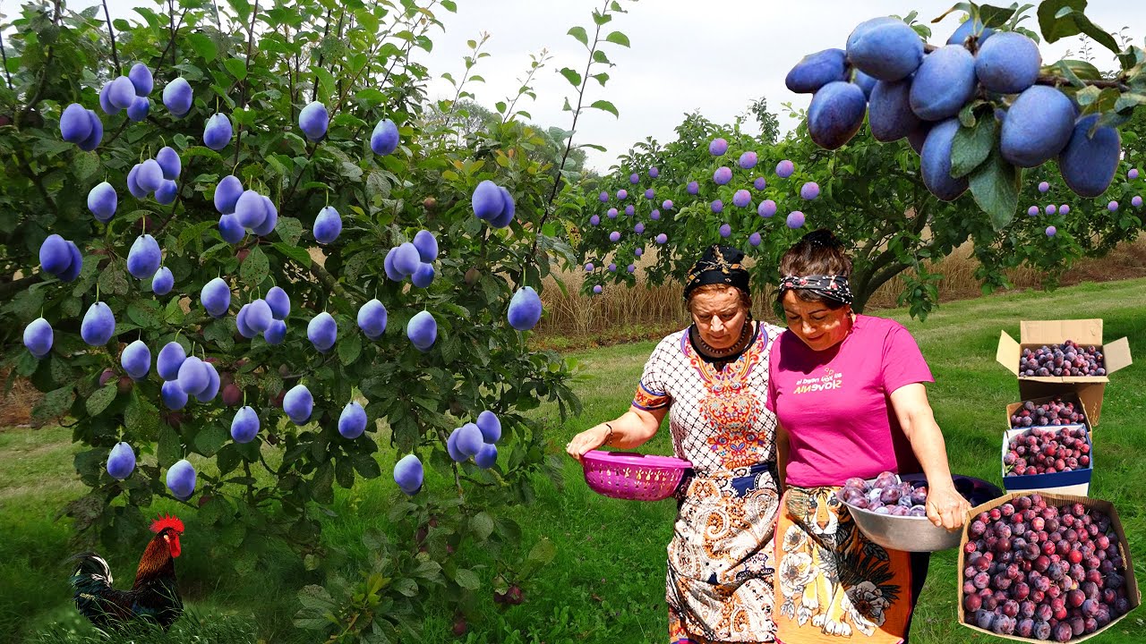 Harvesting Fresh Black Plums and Preserve for Winter - YouTube