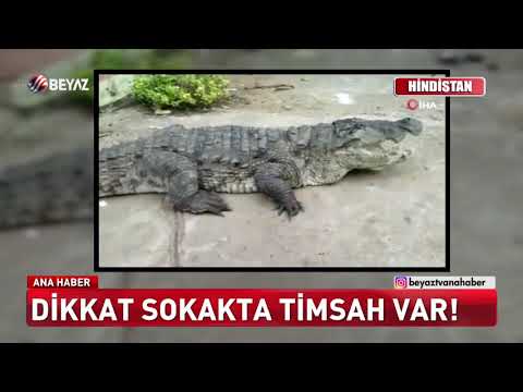 Dikkat sokakta timsah var!