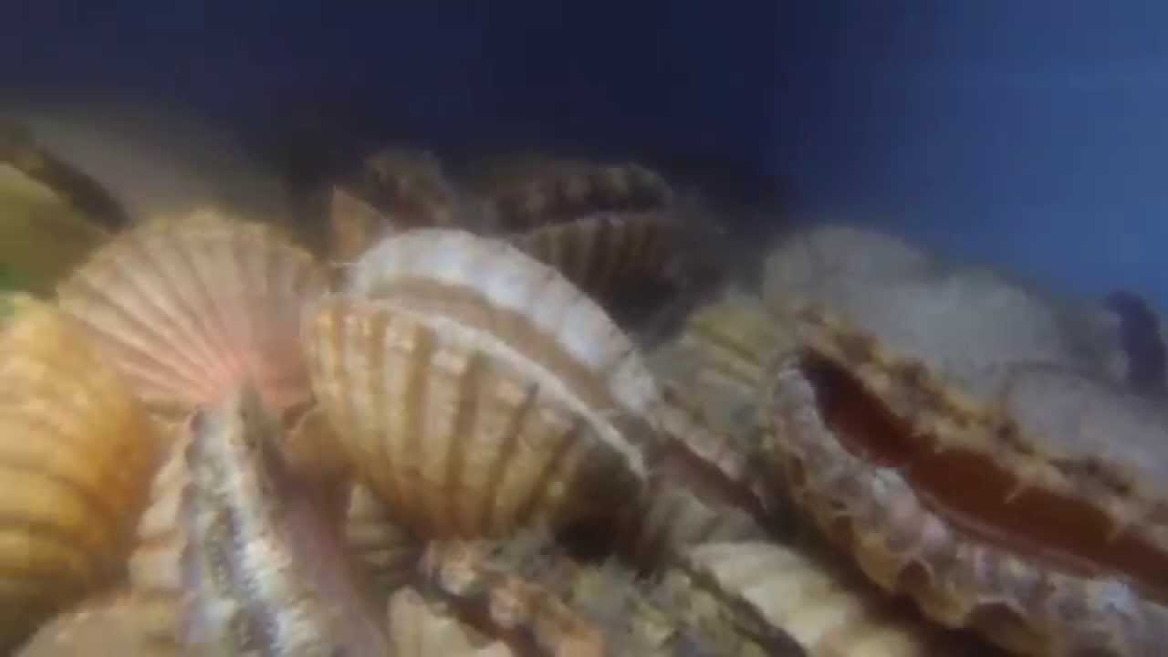 Underwater Scallops & a Crayfish - YouTube