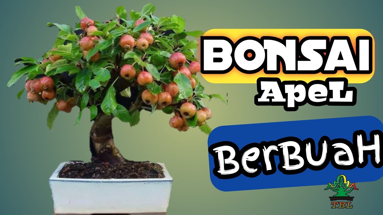 BONSAI APEL BERBUAH BIKIN TERPESONA. 😚🤪 - YouTube
