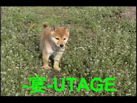 (sd-i)宴-UTAGE-T.M.Revolution cover - YouTube