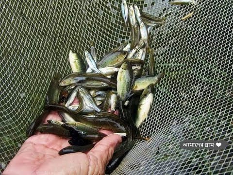 Delicious Bangladeshi Fish|deshi Mach|World most Testy fish|Fish From ...