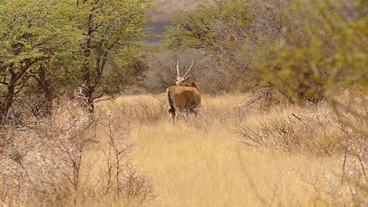 Shot placement - Eland - YouTube