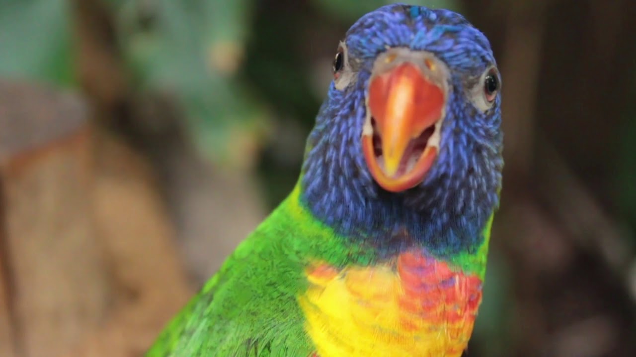 Rainbow Lorikeet close up - YouTube