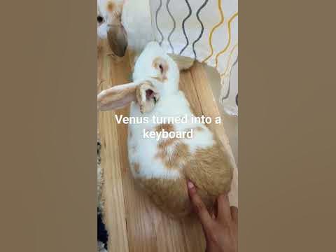 Keyboard bunny - YouTube