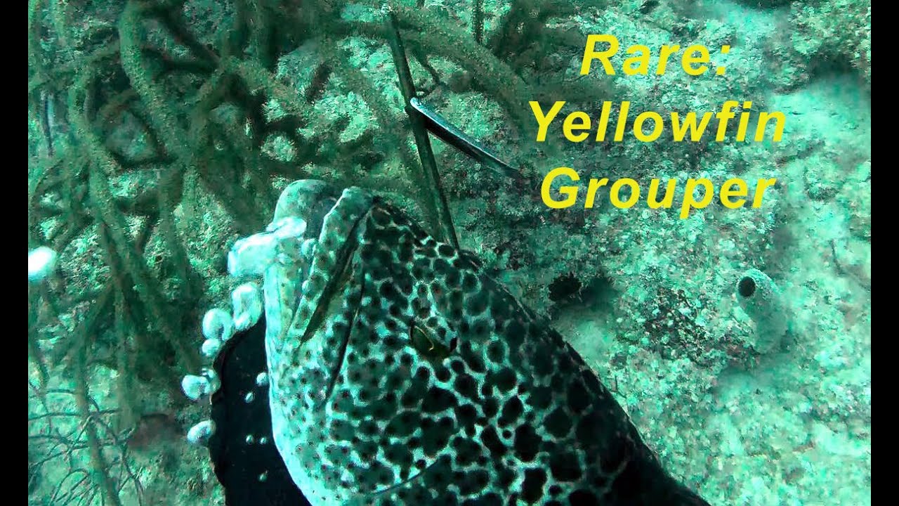 Hunting the Rare Yellowfin Grouper - YouTube