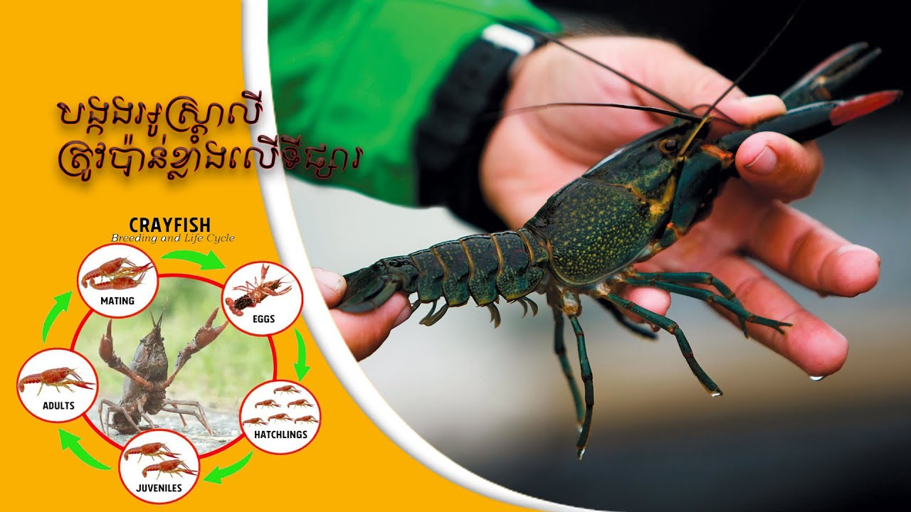 បច្ចេកទេសចិញ្ចឹមបង្កងអូស្ត្រាលី - How to Raise Crayfish | នាទីកសិកម្ម ...