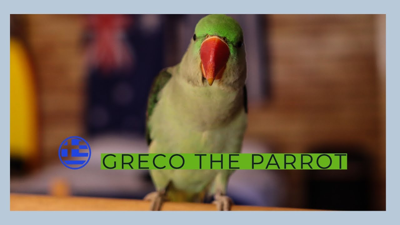Greco the Parrot talking Greek - YouTube