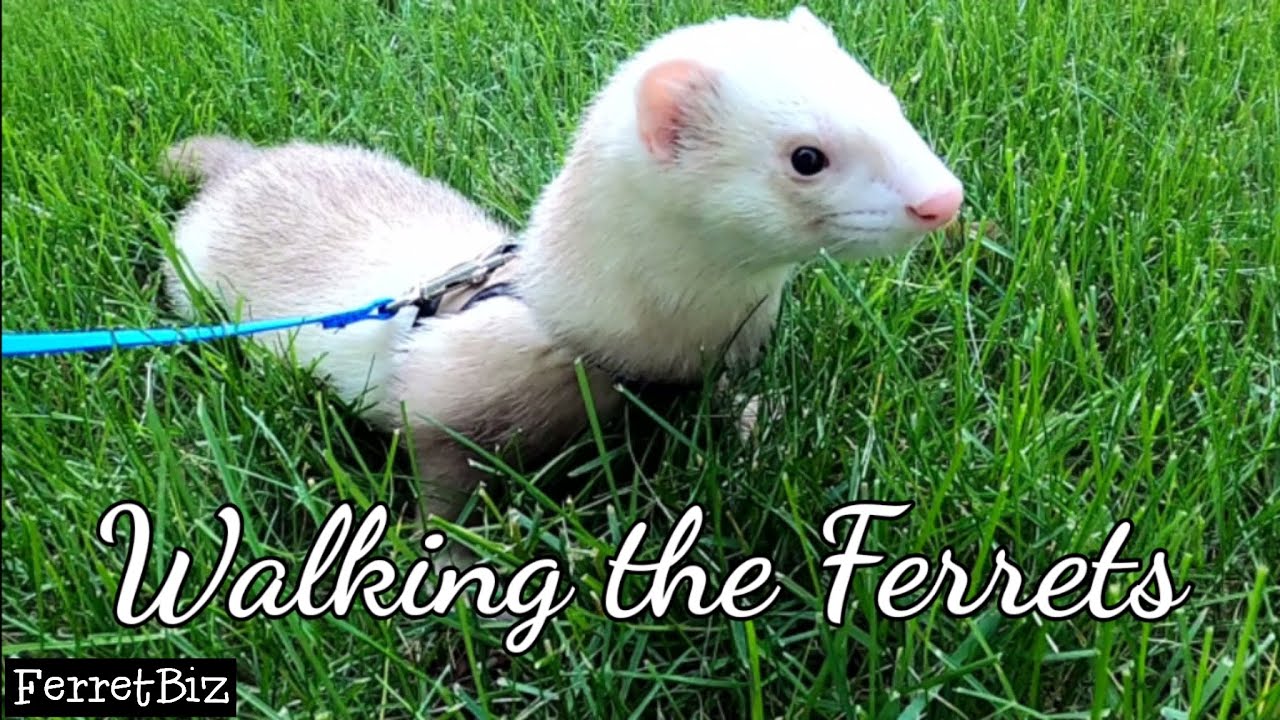 Walking with the Ferrets, Monday Ferret Playtime. (Ferret Business #91 ...