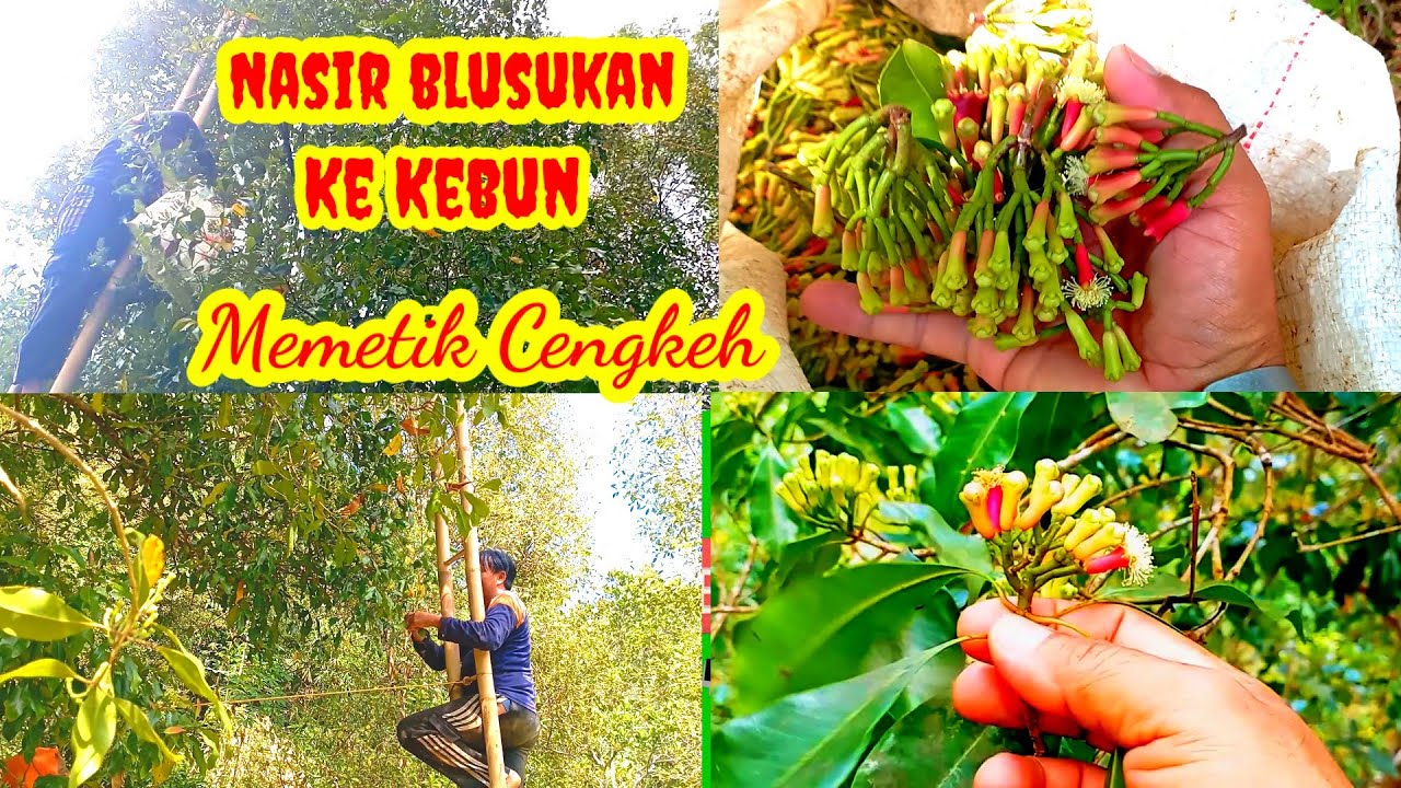 BLUSUKAN KE KEBUN CENGKEH,//panen cengkeh‼️@Nasirchannel39 - YouTube