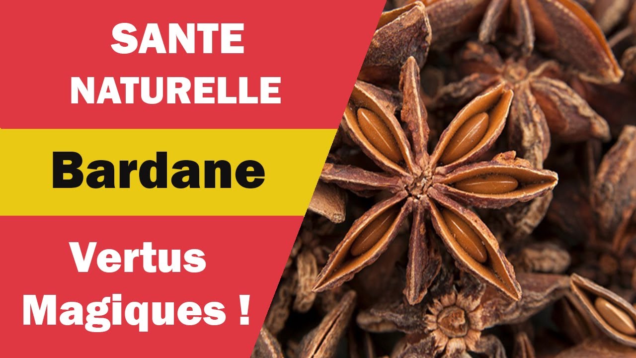 Badiane : Les Incroyables Bienfaits pour Votre Corps et Astuces d ...