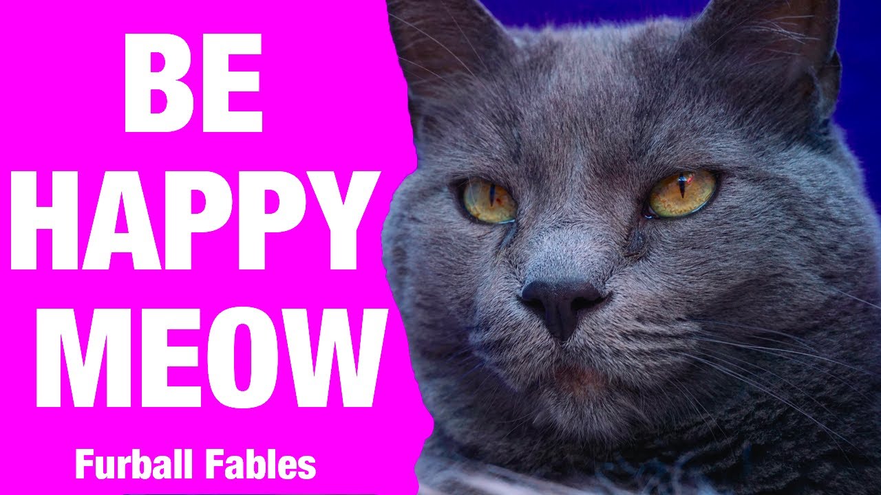 Think Pawsitive Be Happy Meow - YouTube