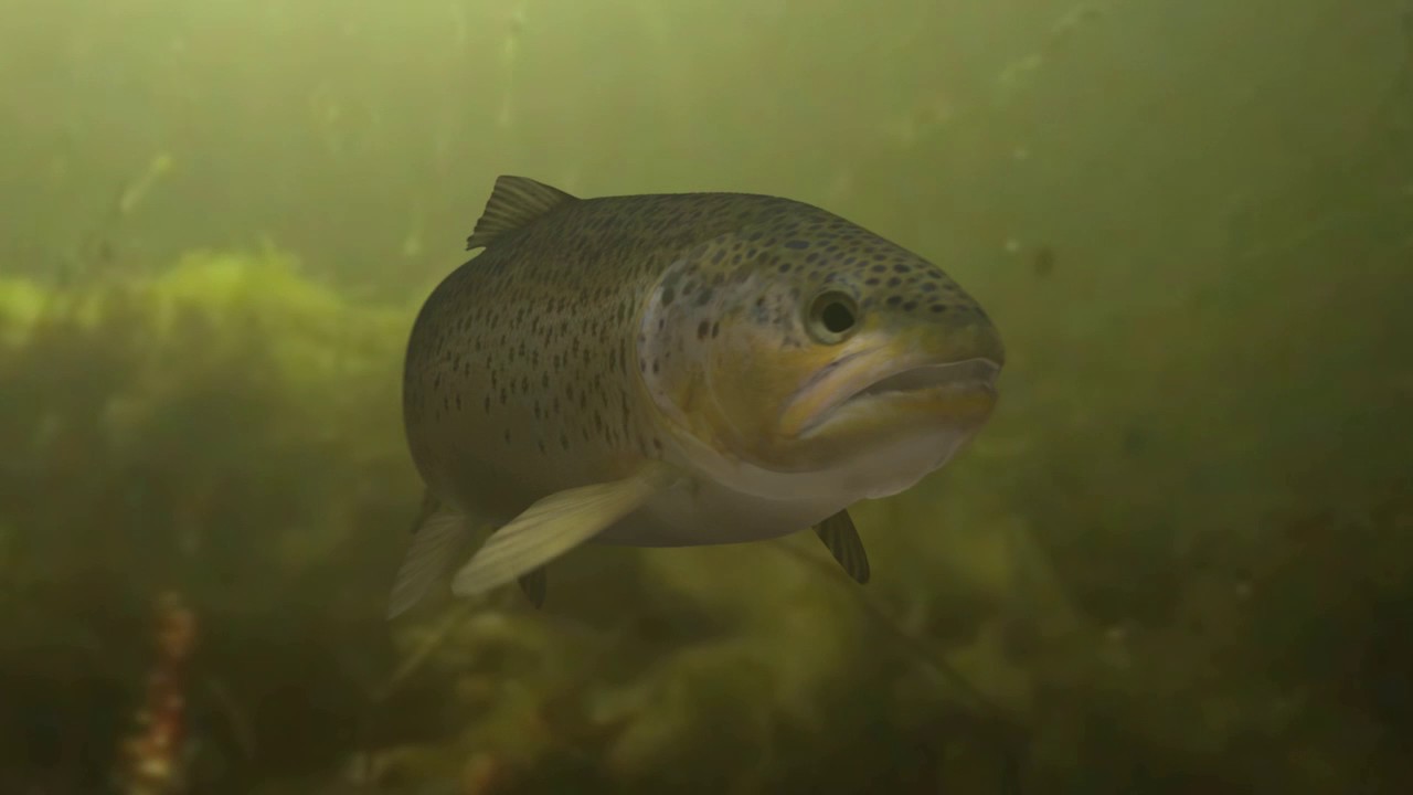 SMILING TROUT - YouTube
