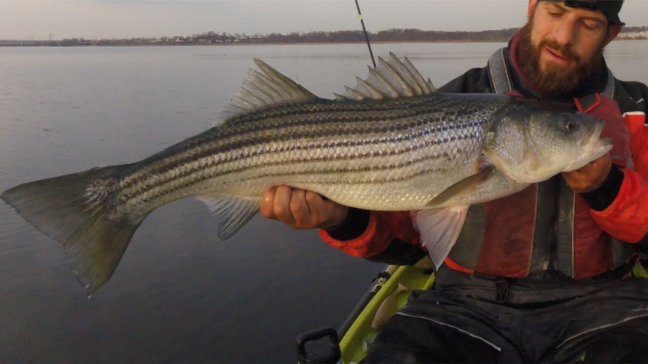 Jigging Hungry Pre-Spawn Striped Bass (No Trolling!) - YouTube