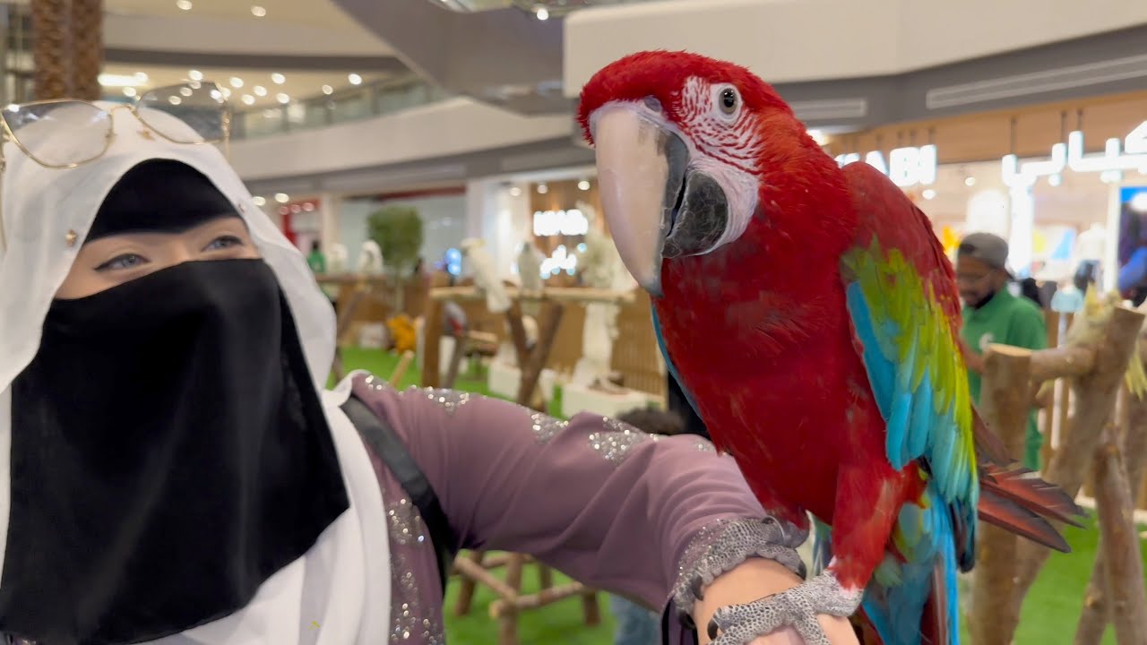 পাখিদের সাথে দেখা | CHILL PARROTS | RoVlog | Rodela Hiba - YouTube