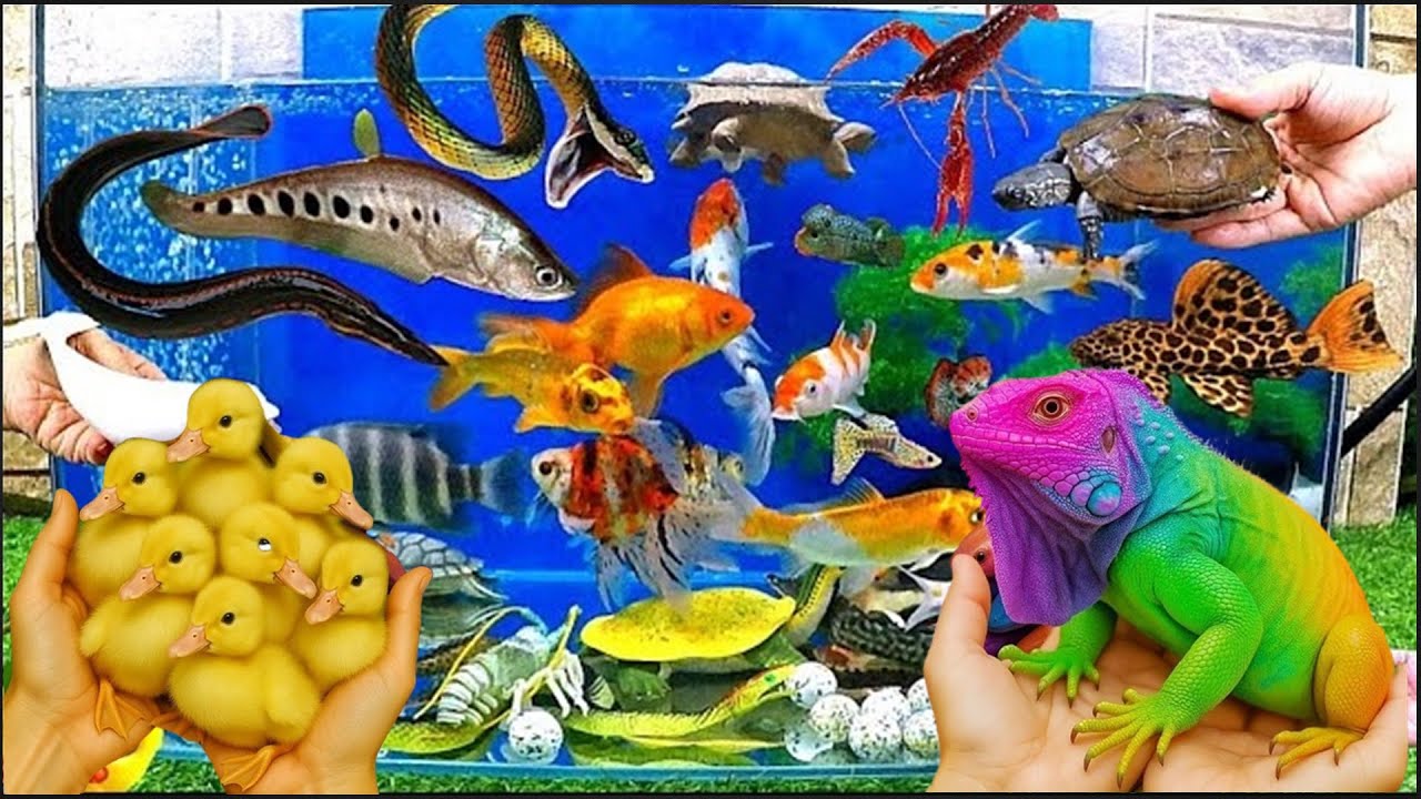 I Found Strange Ornamental Catfish, German Blue Ram, Betta Fish, Guppy ...