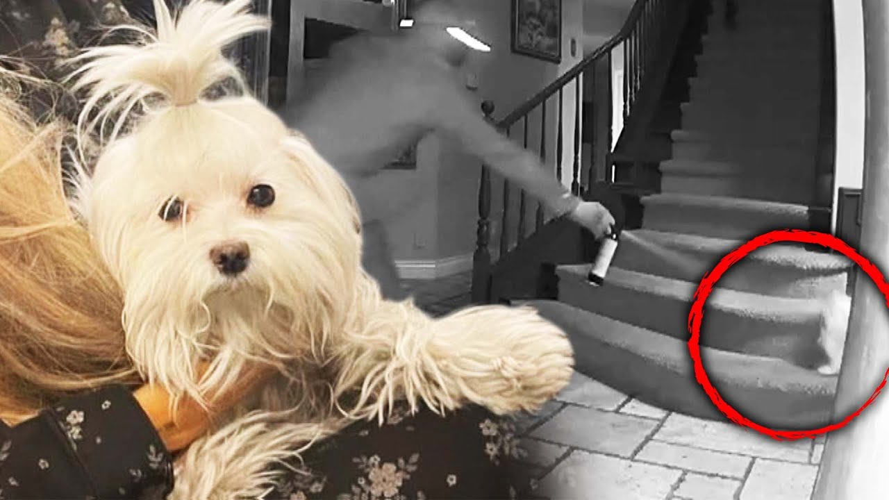 Burglar Maces Model's Tiny Dog During Robbery - YouTube