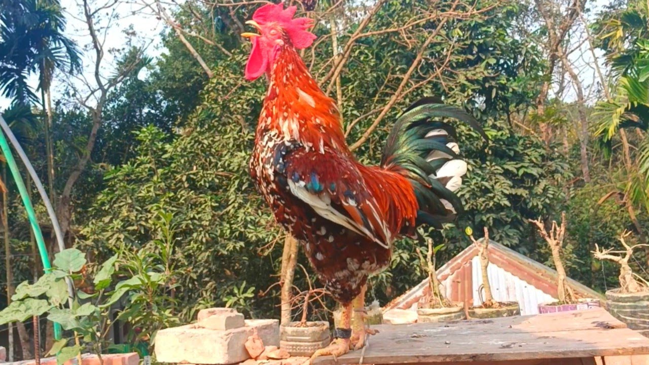 rooster crowing contest - YouTube