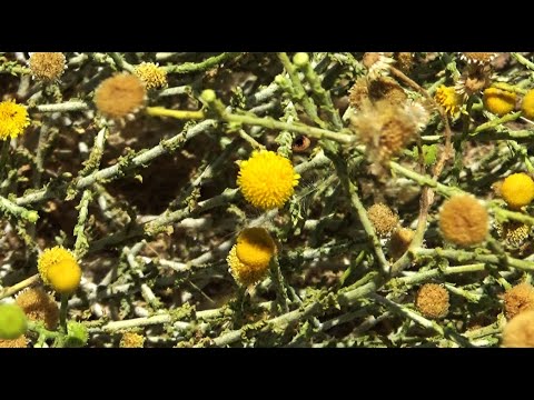 الجثجاث العطري Pulicaria undulata - YouTube