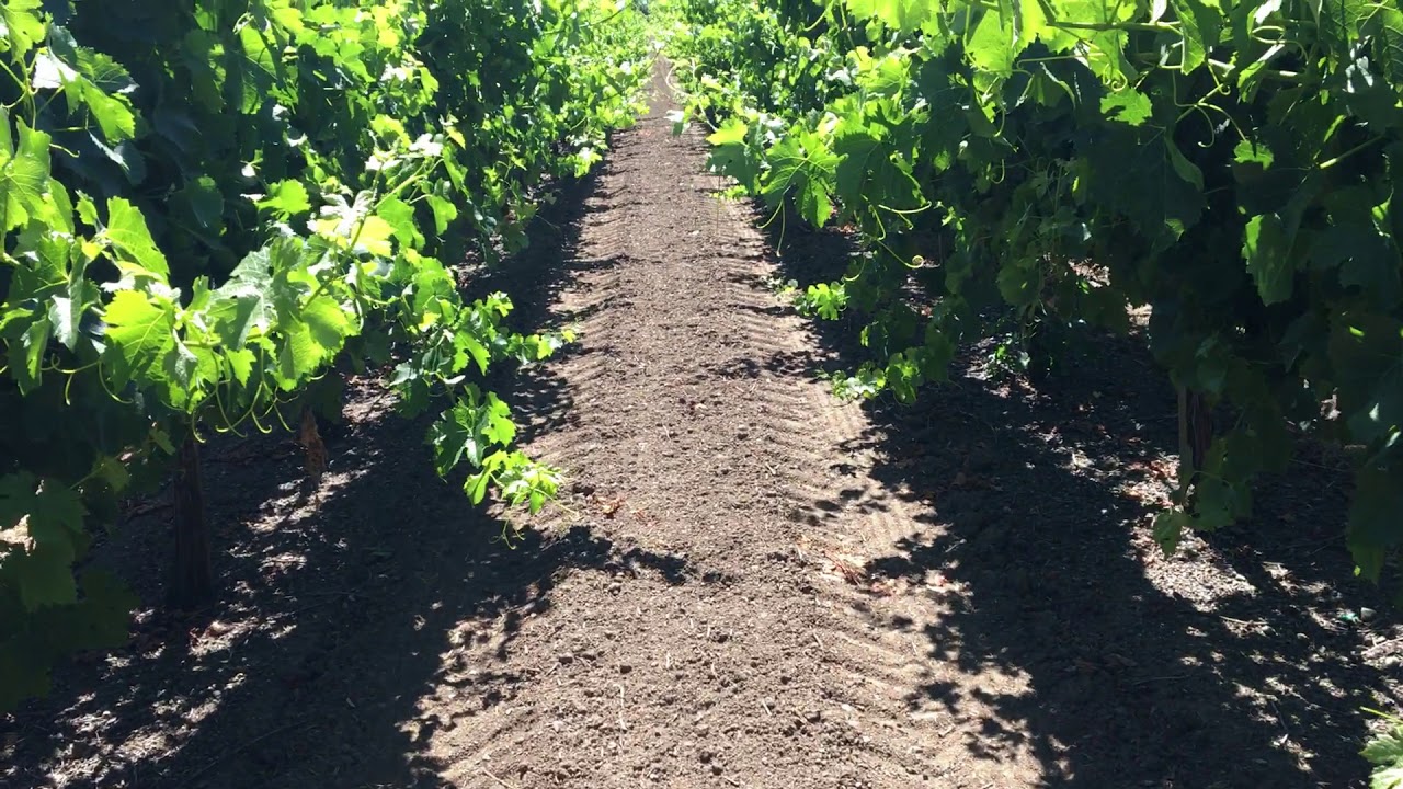 Chelsea June 2018 Merlot AV - YouTube