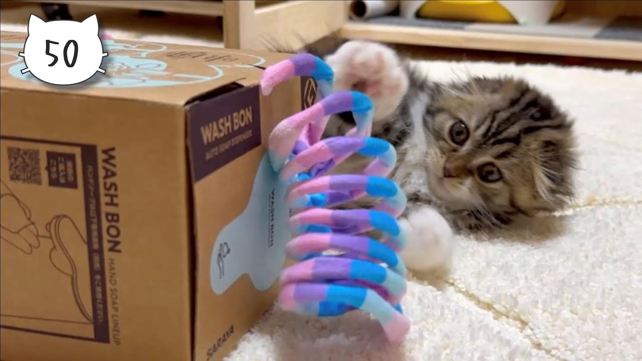 Cute kitten playing with a simple handmade cardboard mouse. Elle video ...