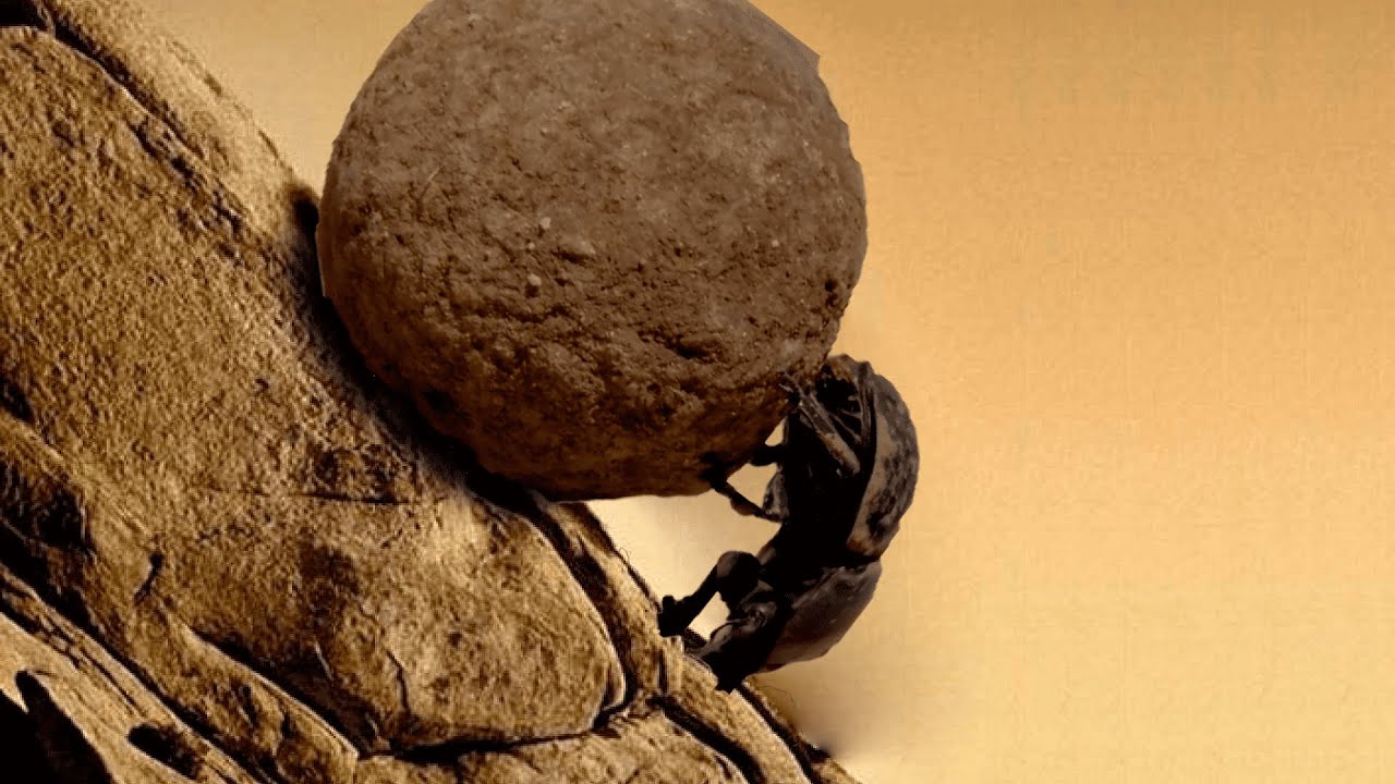 sisyphus bug - YouTube