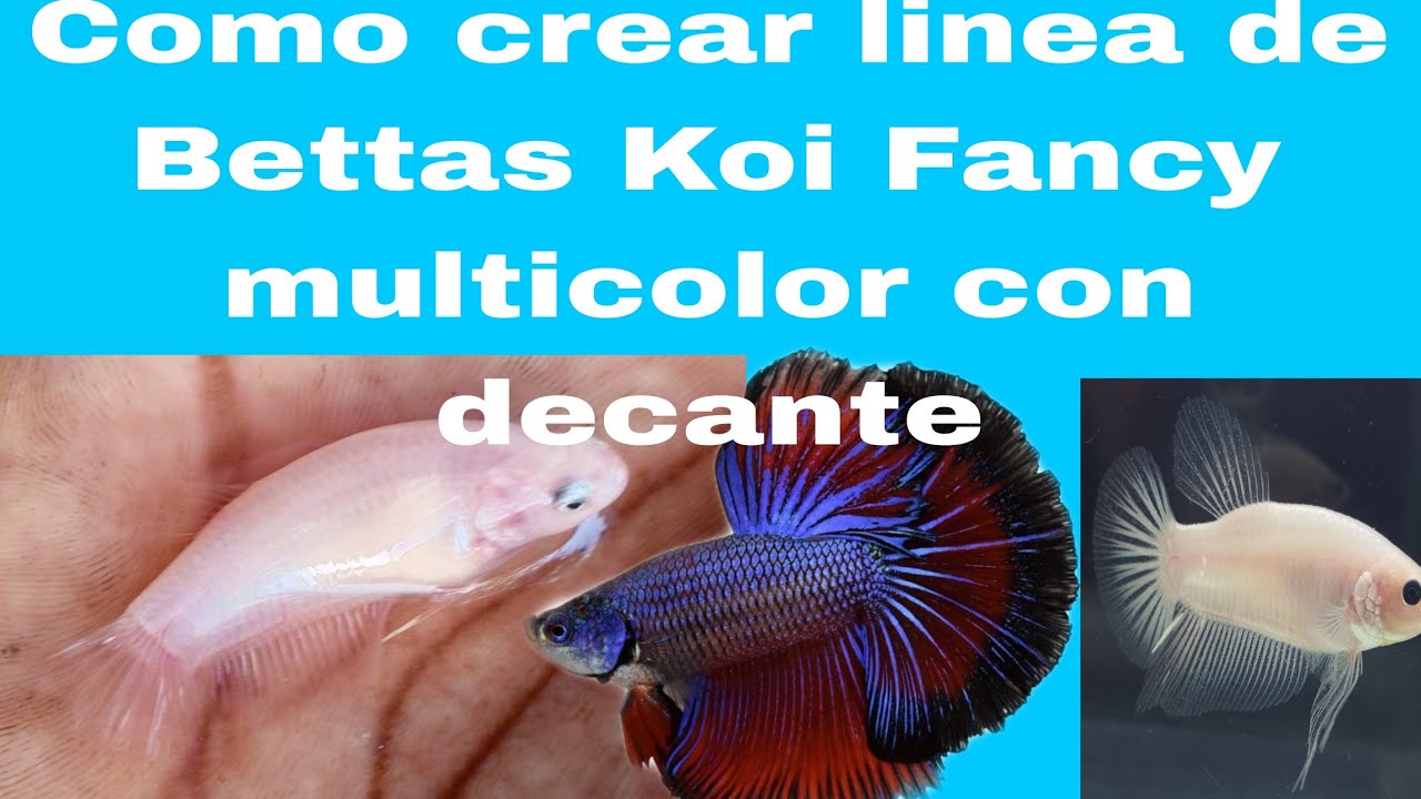 Como crear una línea de Bettas envidiable con Bettas decanten o celofán @EnrriqueBettastv - YouTube