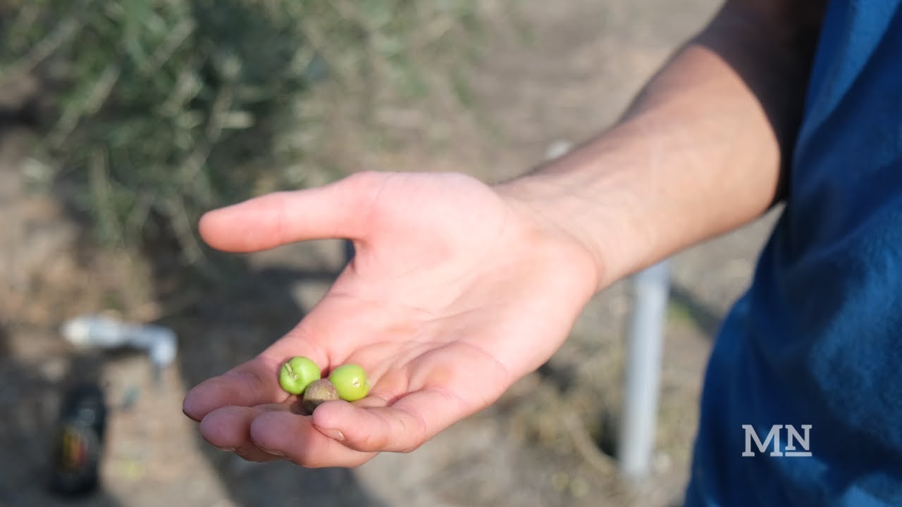 Cal Poly hosts its first Olive U-Pick - YouTube