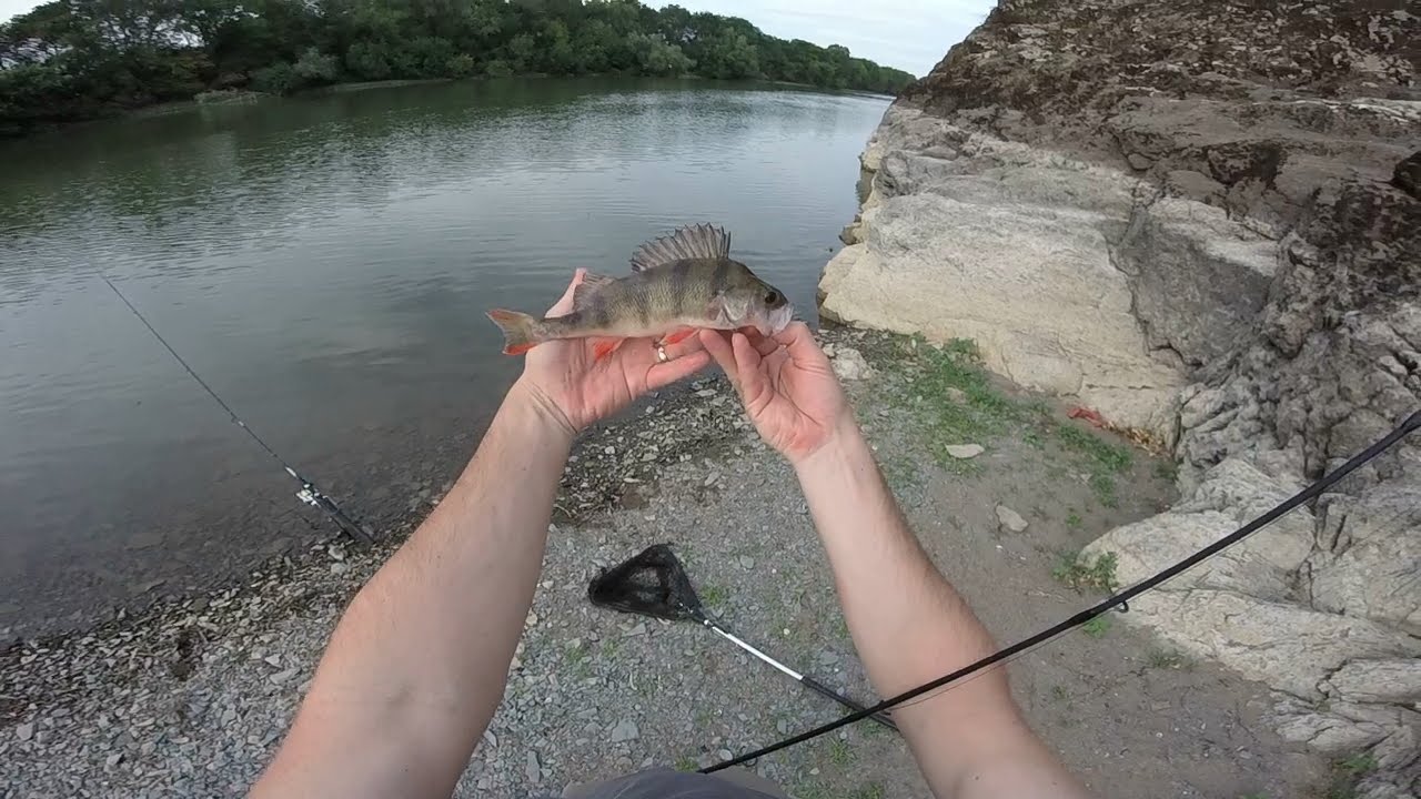 Nice Carp, and an optimistic Aspe. - YouTube