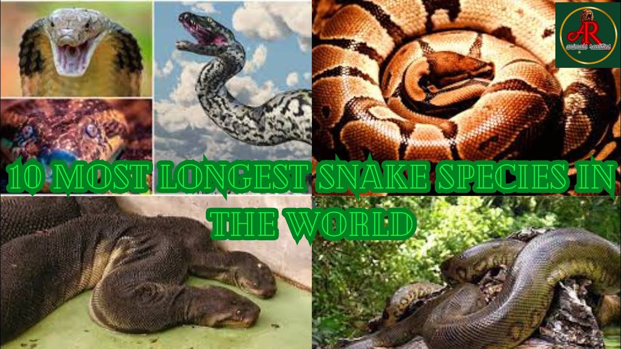 Top10: Most longest snake species in the world🐍🐍🐍🐍🐍🐍🐍🐍🐍🐍🐍🐍🐍🐍🐍🐍🐍🐍🐍🐍🐍🐍🐍 ...