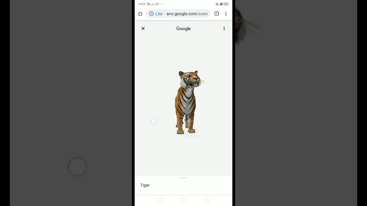 Meet a life size tiger on Google - YouTube