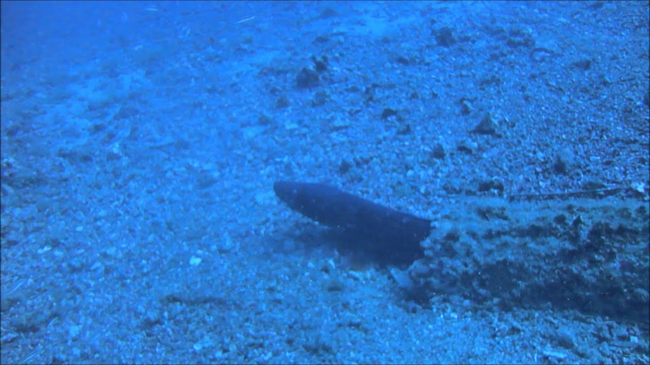 DIVING WITH CONGERS ON TETI (HD) - YouTube