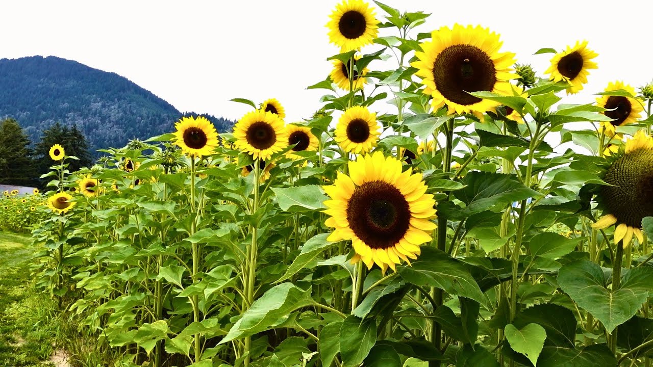 Sunflower Valley | A Happy Playlist to Get Motivated - YouTube