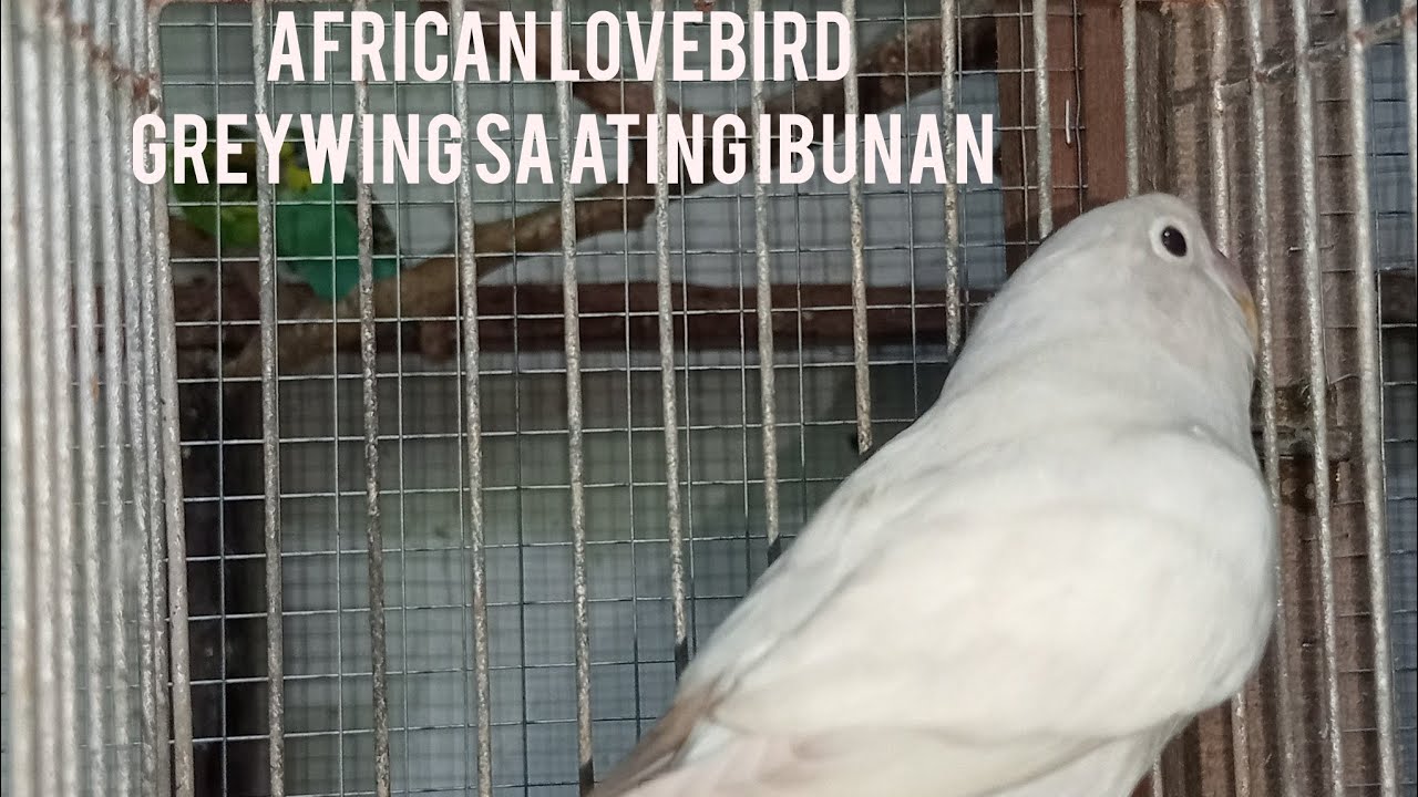 Greywing African Lovebird sa Ating Ibunan - YouTube